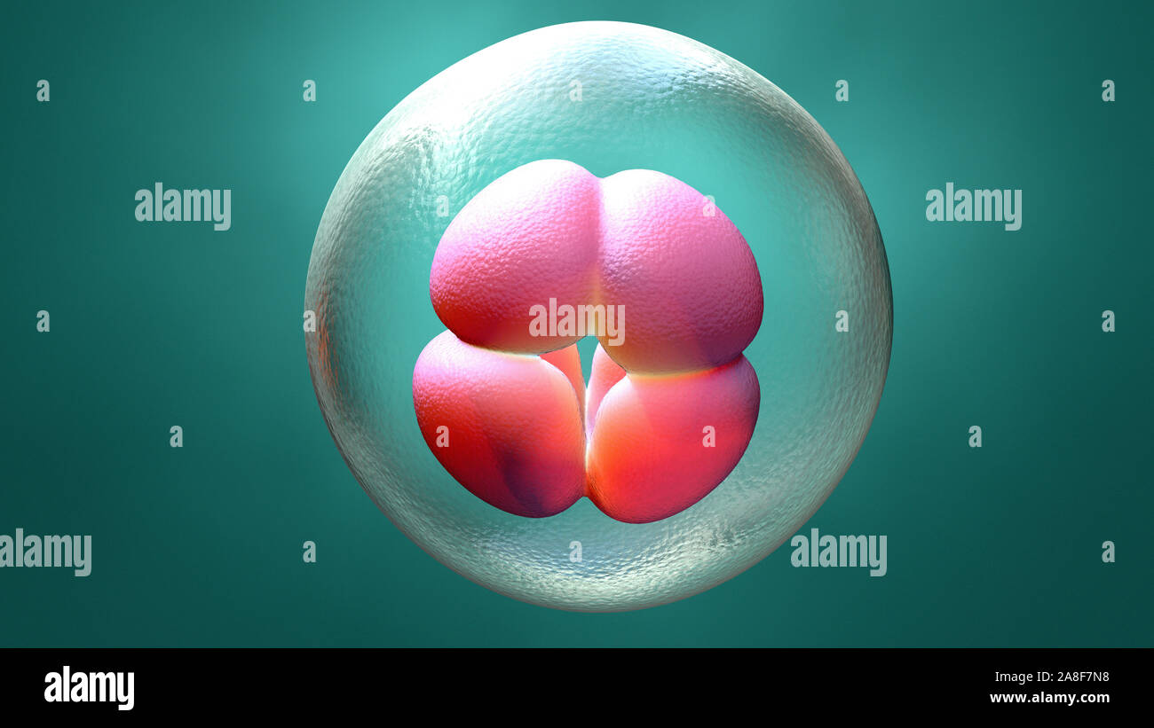 Four-cell embryo, illustration Stock Photo - Alamy
