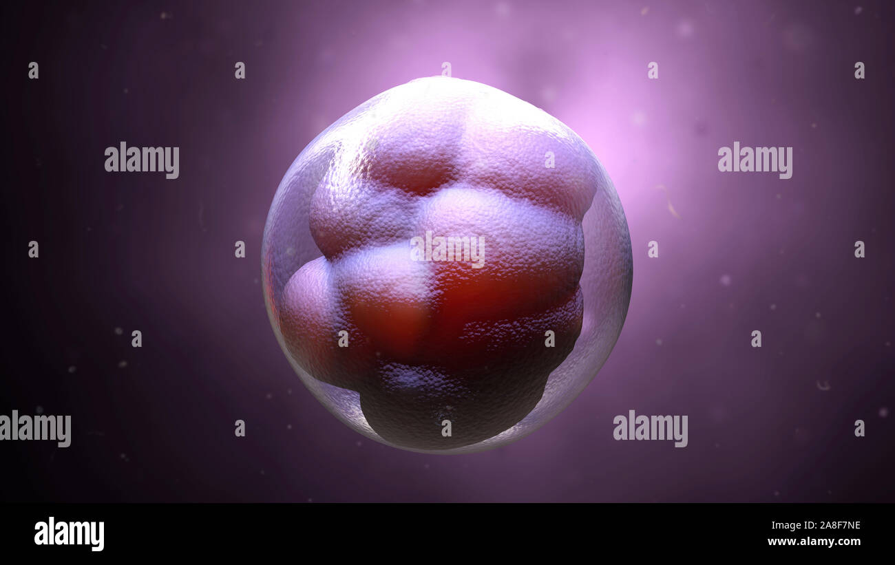 Dividing embryo hi-res stock photography and images - Alamy