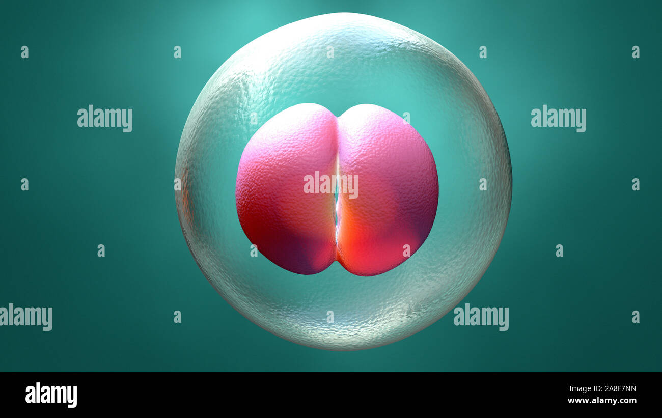Two-cell embryo, illustration Stock Photo - Alamy