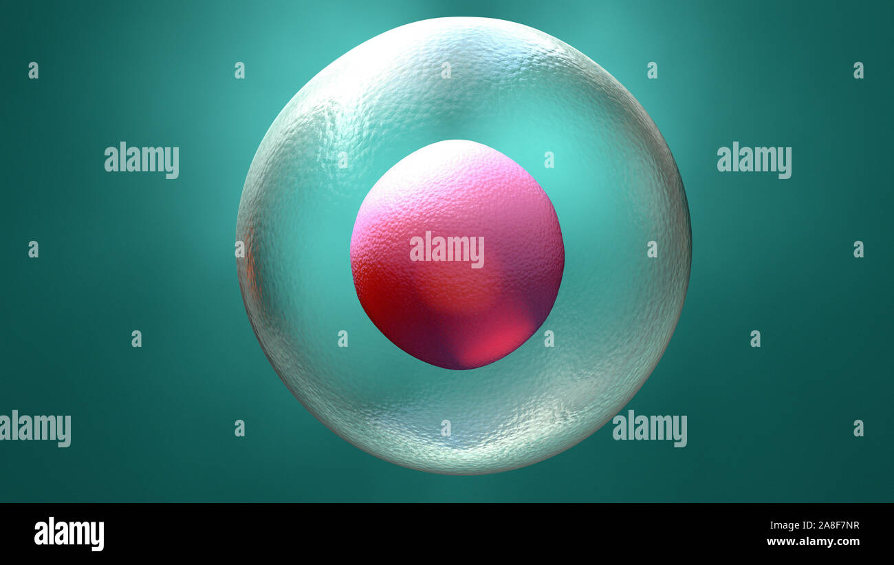 Female ovum egg cell hi-res stock photography and images - Alamy