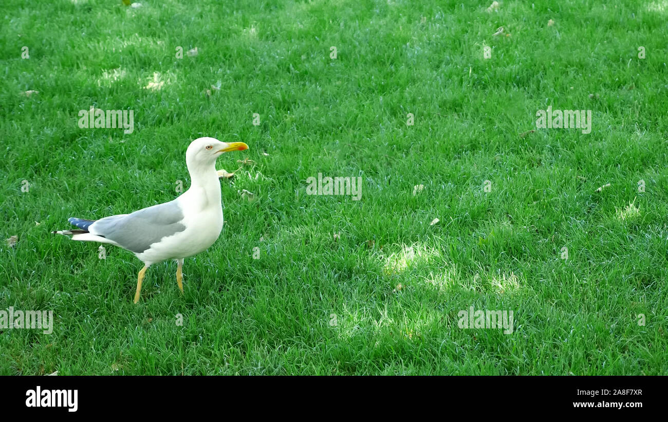 the seagull goes on the green grass in the park and looks around Stock ...