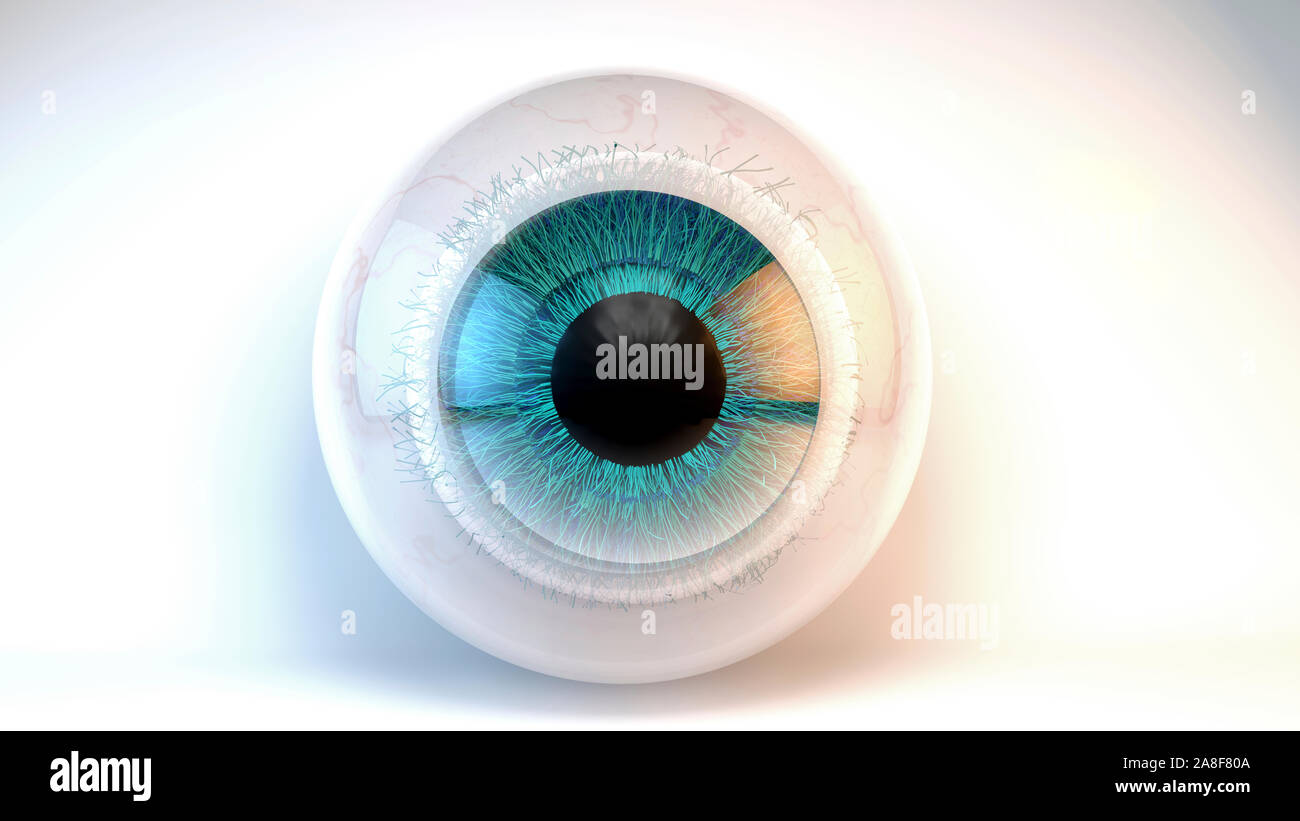 Human eye, illustration Stock Photo - Alamy