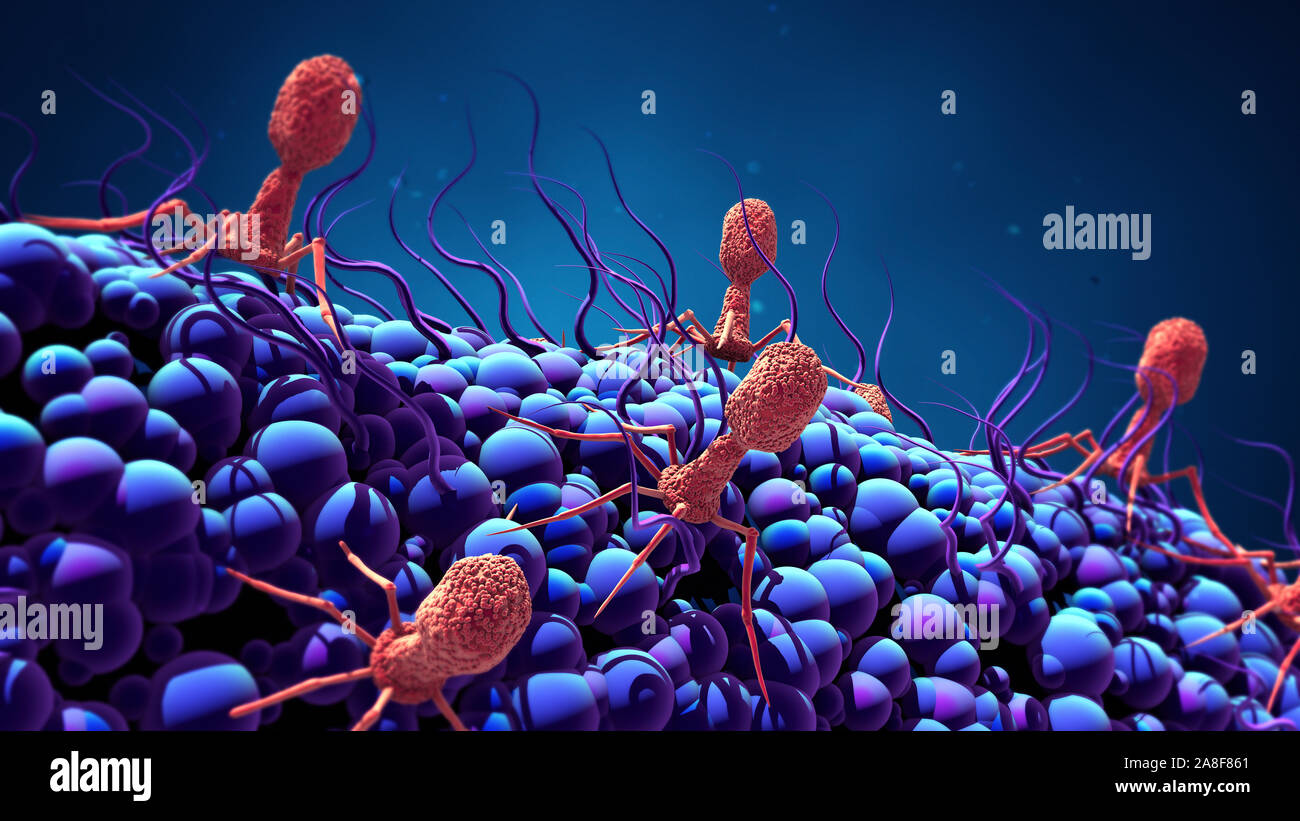 Bacteriophages infecting bacteria hi-res stock photography and images ...