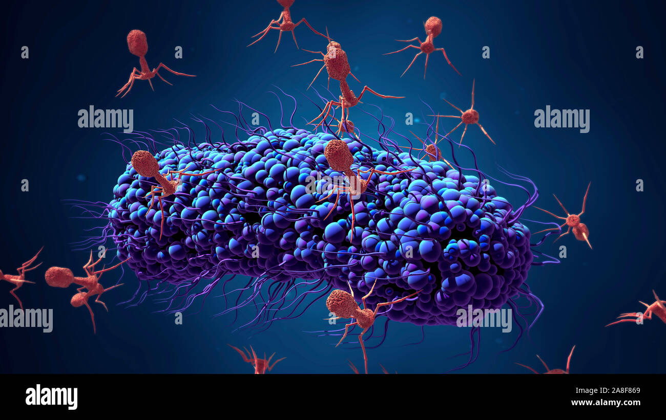 Bacteriophages infecting bacteria hi-res stock photography and images ...
