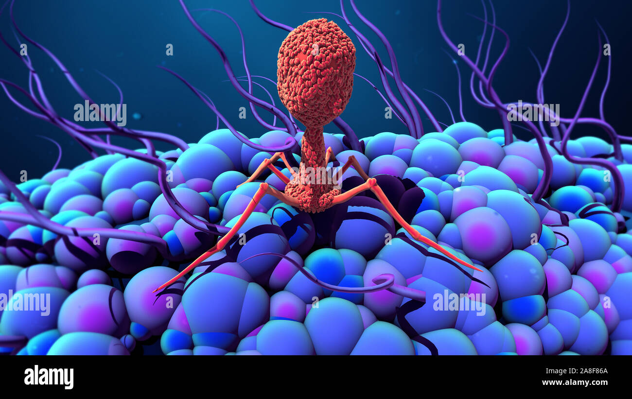 Bacteriophage infecting bacterium, illustration Stock Photo - Alamy