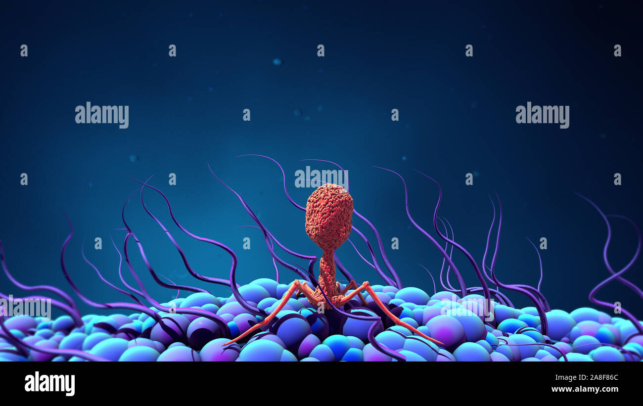 Bacteriophage infecting bacterium, illustration Stock Photo - Alamy