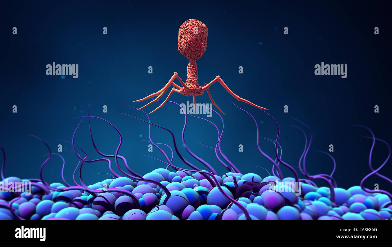 Bacteriophage infecting bacterium, illustration Stock Photo - Alamy
