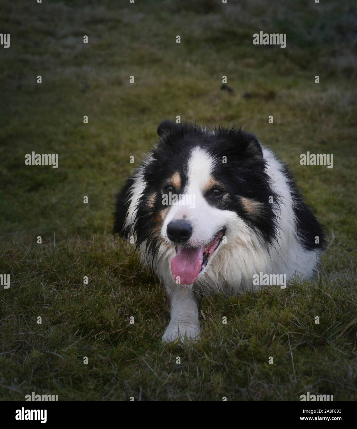 Border Collie on home turf in the Scottish Borders Stock Photo - Alamy