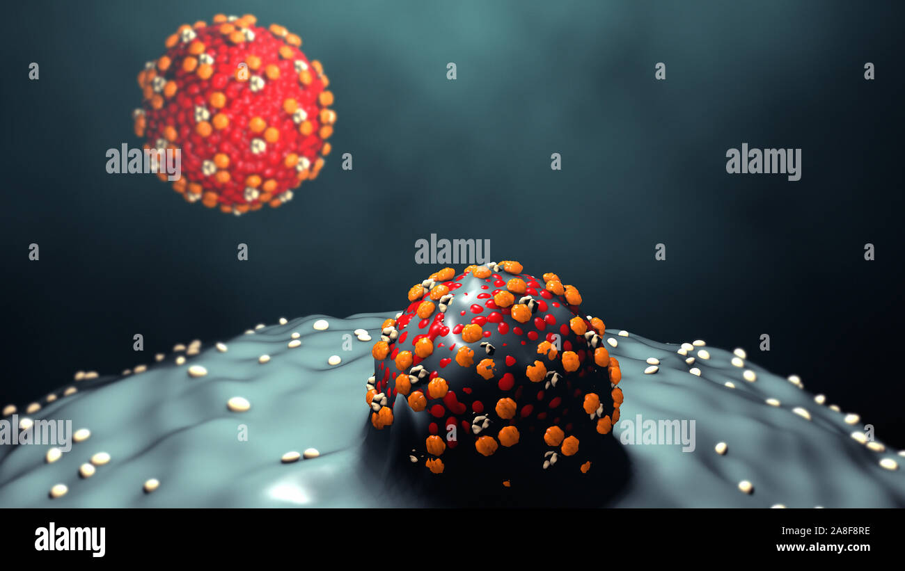 Measles virus, illustration Stock Photo - Alamy