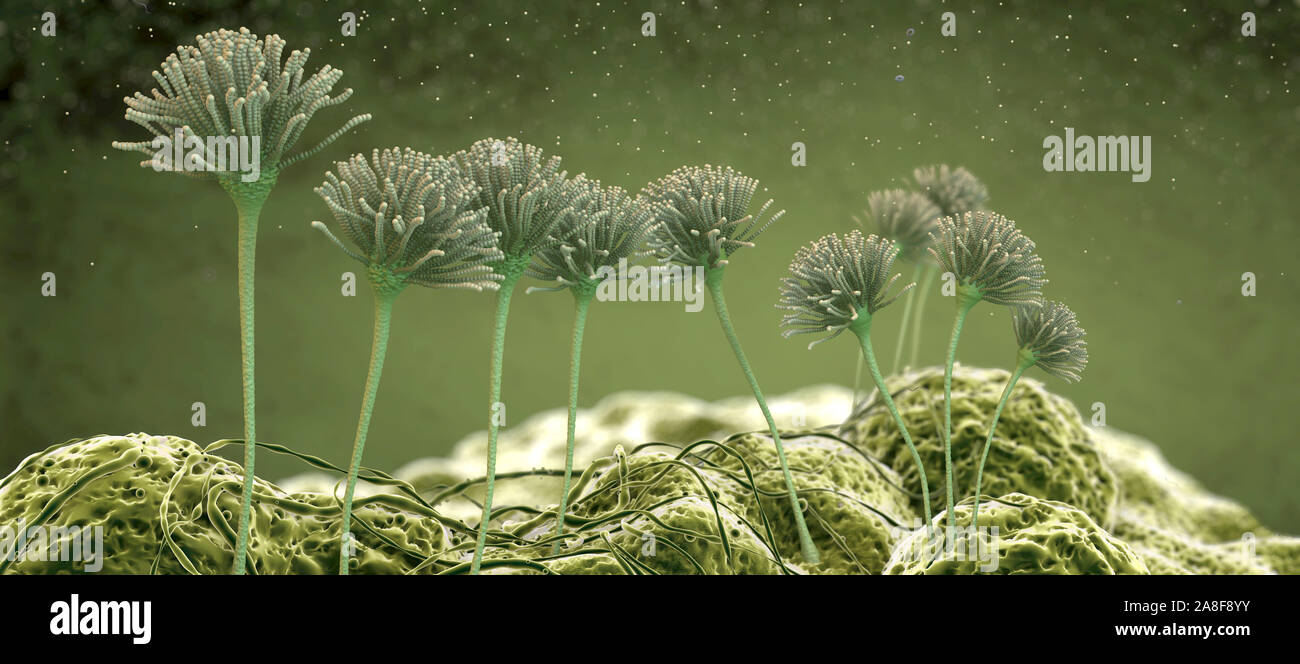 Fungi and spores hi-res stock photography and images - Alamy