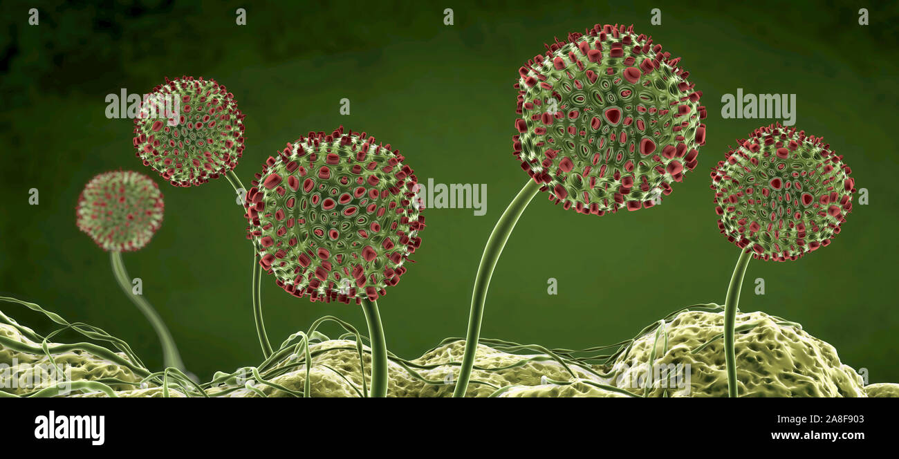 Fungal fruiting bodies, illustration Stock Photo - Alamy