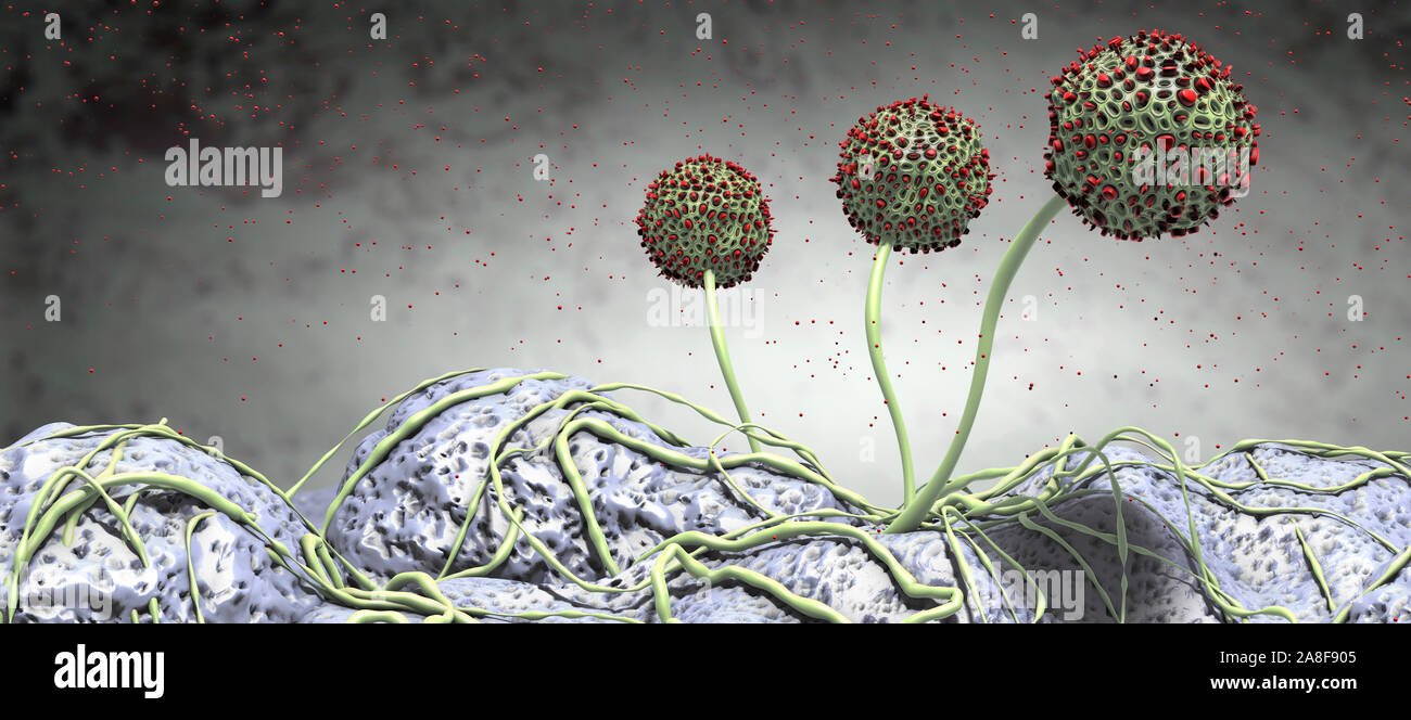 Fungal bodies hi-res stock photography and images - Alamy