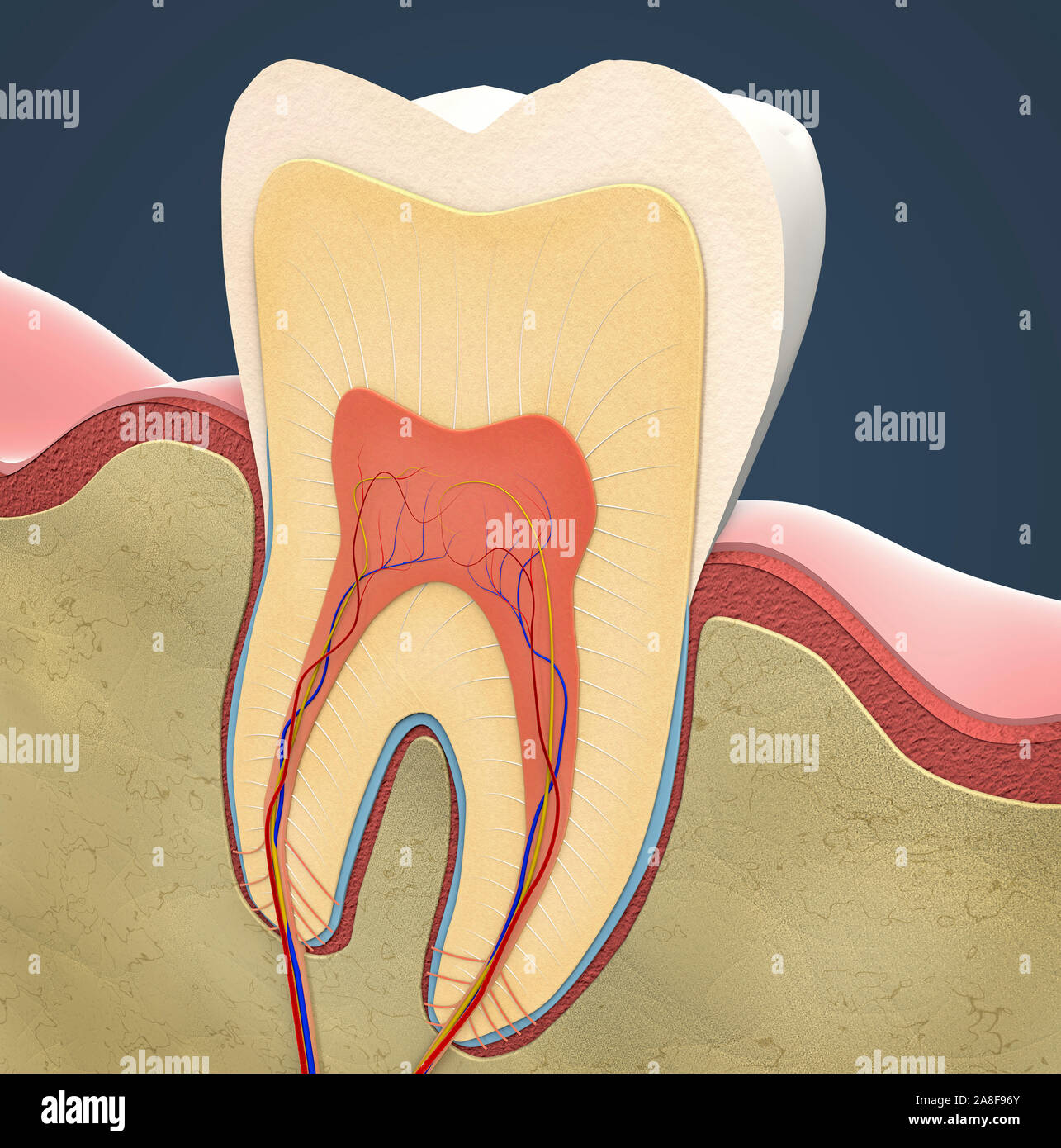 Tooth anatomy, illustration Stock Photo - Alamy