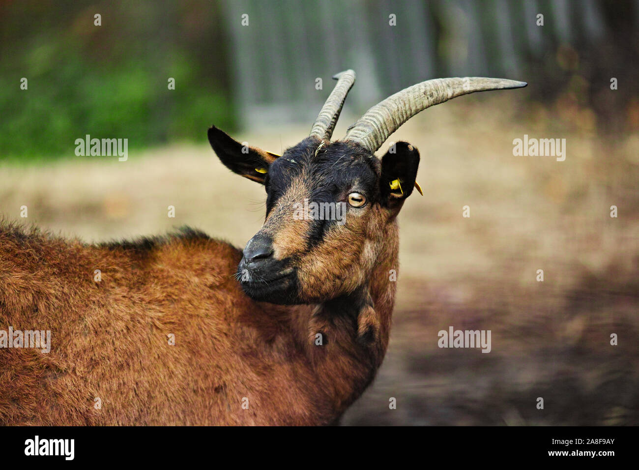 Happy Goat looks back in garden Stock Photo - Alamy