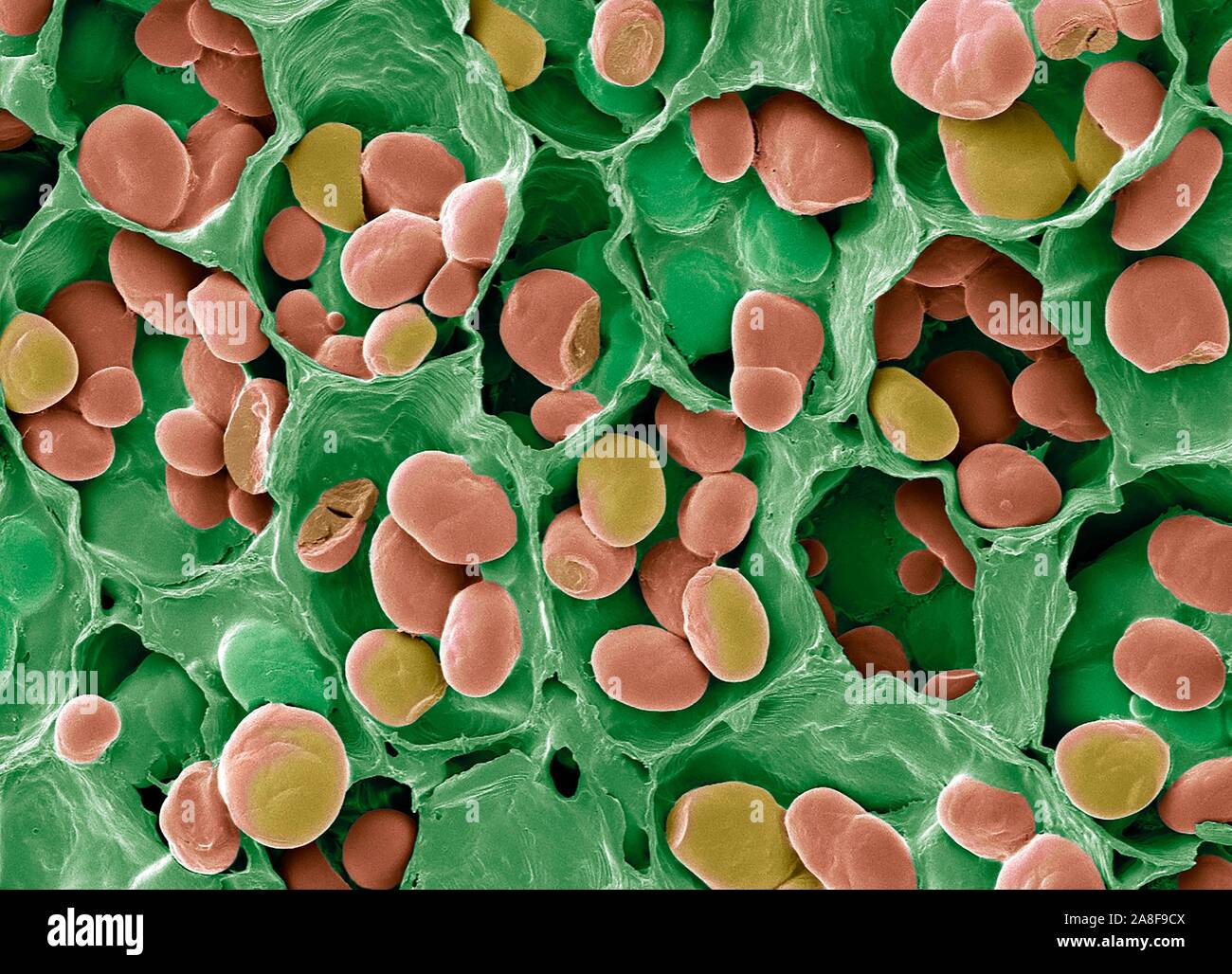 Amyloplasts plant cells hi-res stock photography and images - Alamy