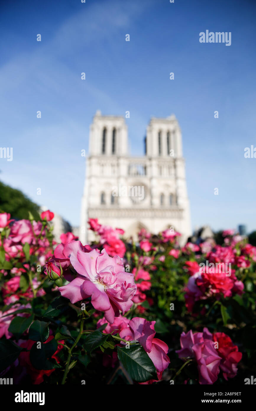 Notre Dame de Paris at spring, France Stock Photo - Alamy
