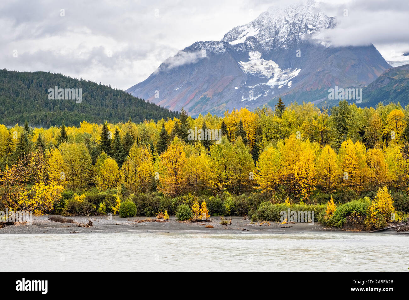 Aspen trees begun turning as autumn approaches along the Snow River in ...