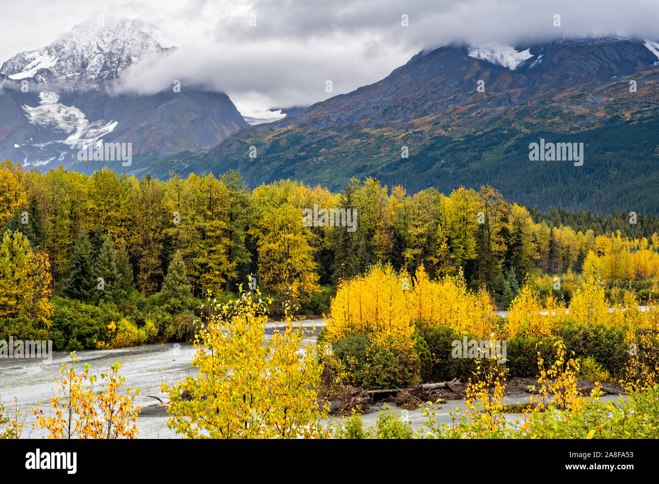Aspen trees begun turning as autumn approaches along the Snow River in ...