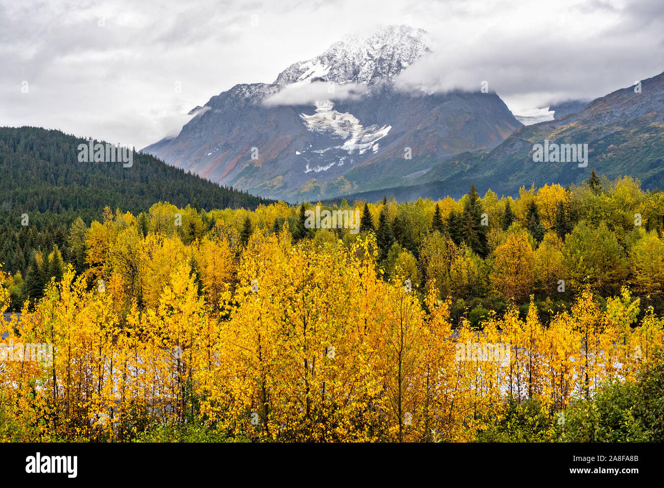 Aspen trees begun turning as autumn approaches along the Snow River in ...