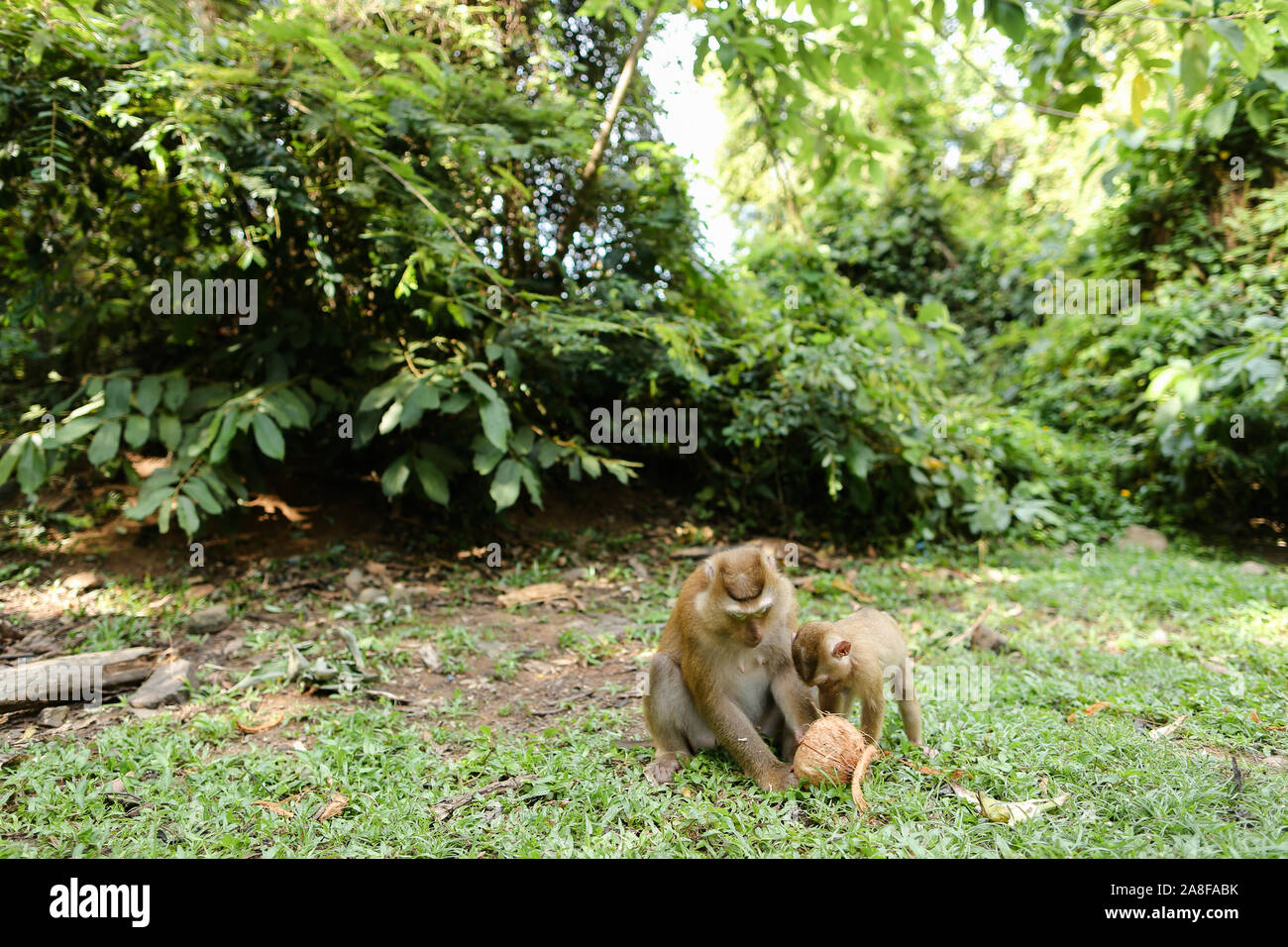 Nice mother monkey eating coconut with children on grass Stock Photo ...
