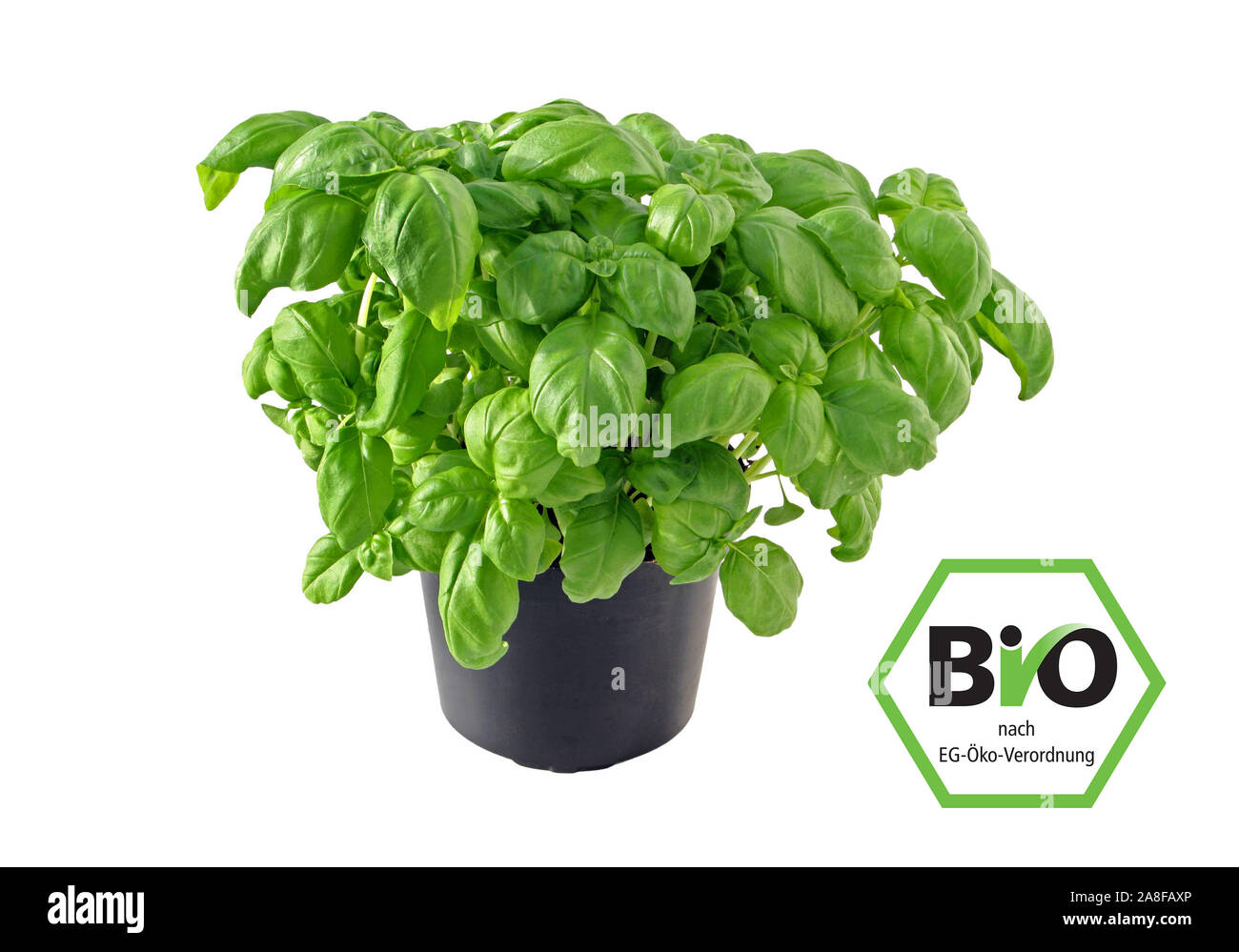 Küchenkräuter im Topf, Basilikum, Bio, Bio-Siegel Stock Photo - Alamy