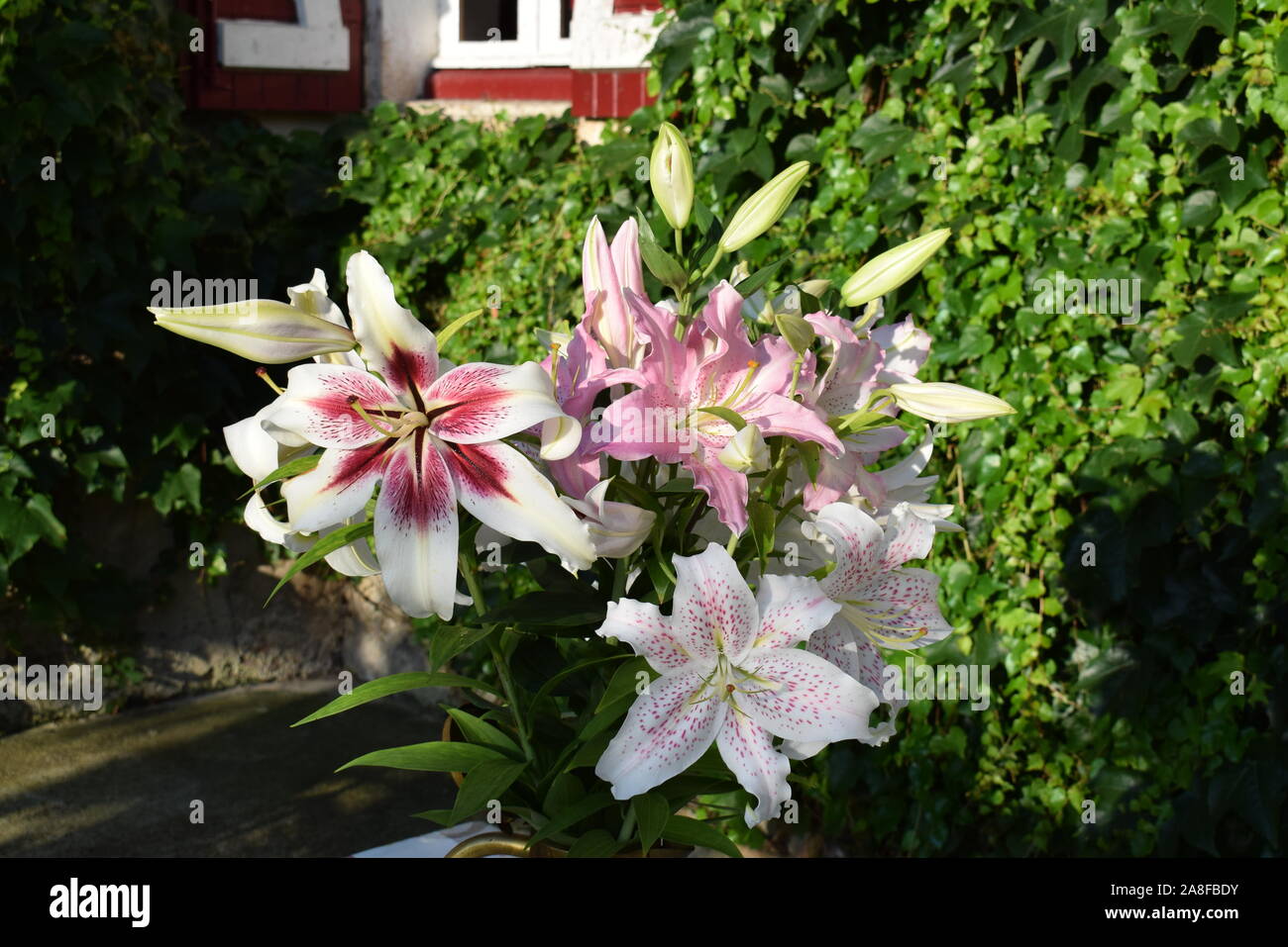 Large Bouquet White Lilies Lily High Resolution Stock Photography and ...