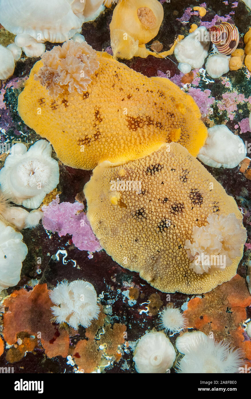 Noble sea lemon peltodoris nobilis hi-res stock photography and images ...