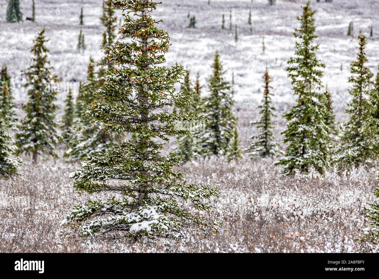 An early season snow across the boreal forests at sunset in Denali ...
