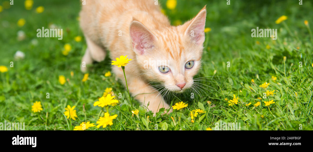 Cute ginger cat, kitten hunting in the grass, garden, adorable family ...