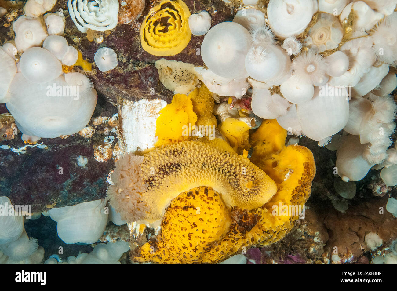 Sea anemone eating hi-res stock photography and images - Alamy