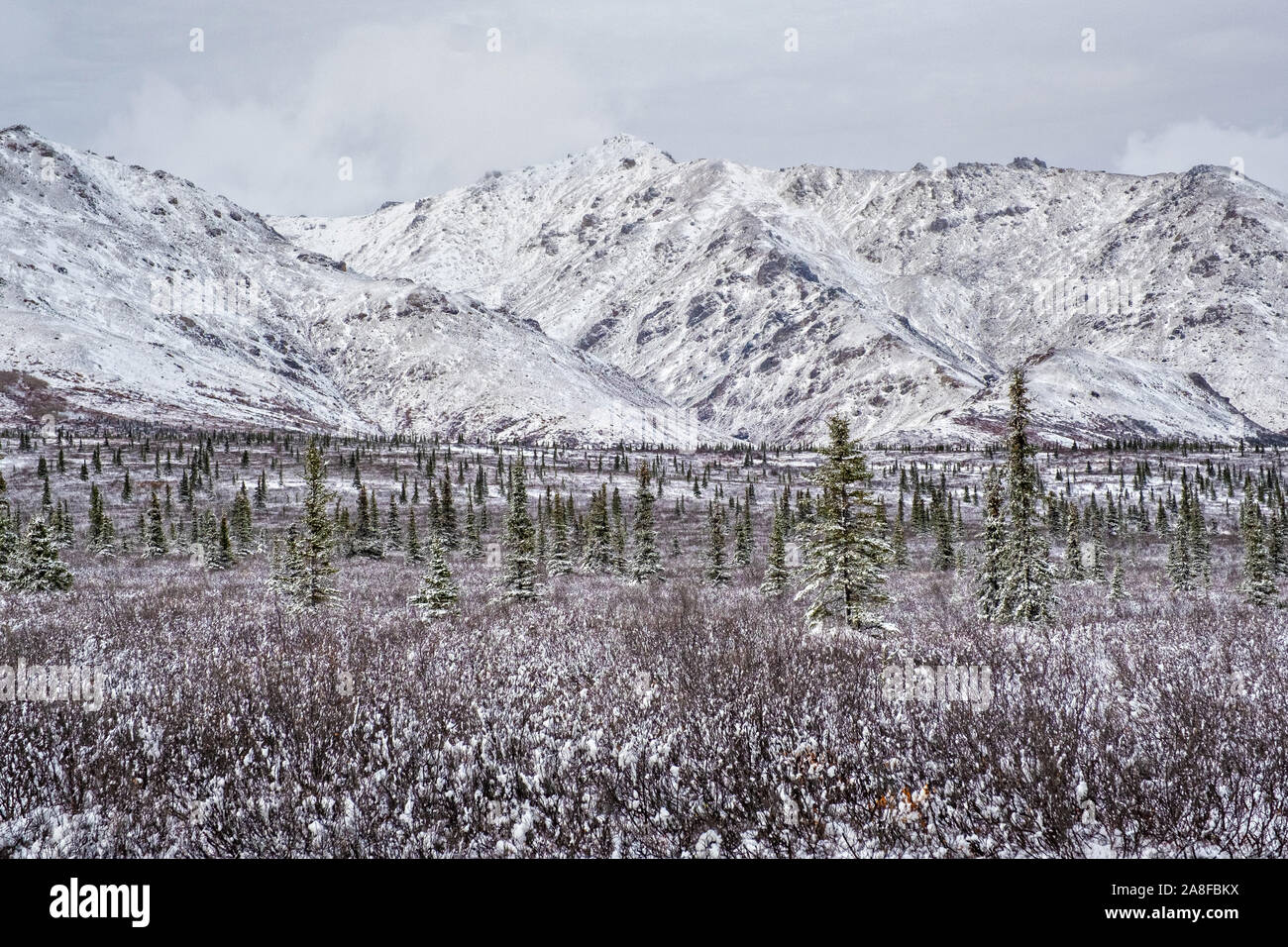 Denail national park wildlife hi-res stock photography and images - Alamy