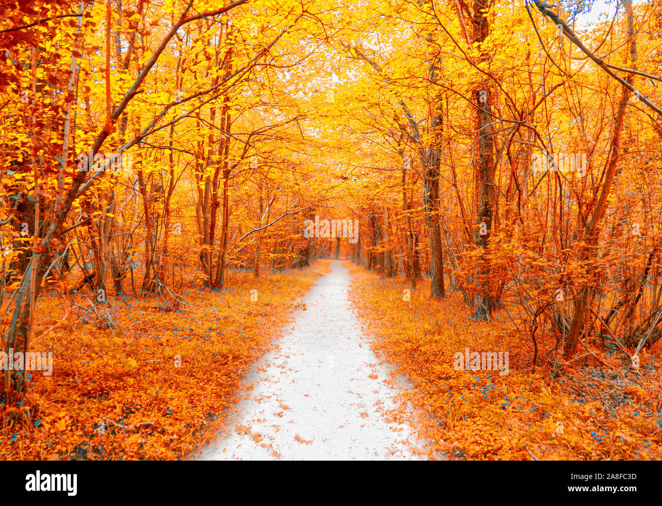 Golden path hi-res stock photography and images - Alamy