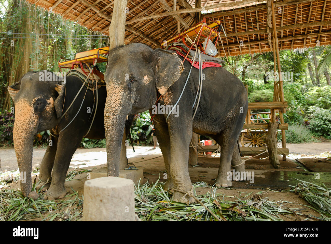 Tamed cute elephants with saddle standing at zoo Stock Photo - Alamy