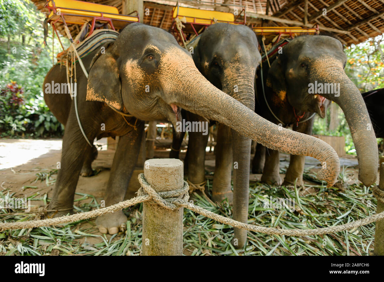 Tamed large elephants with yellow saddles standing and waiting for ...