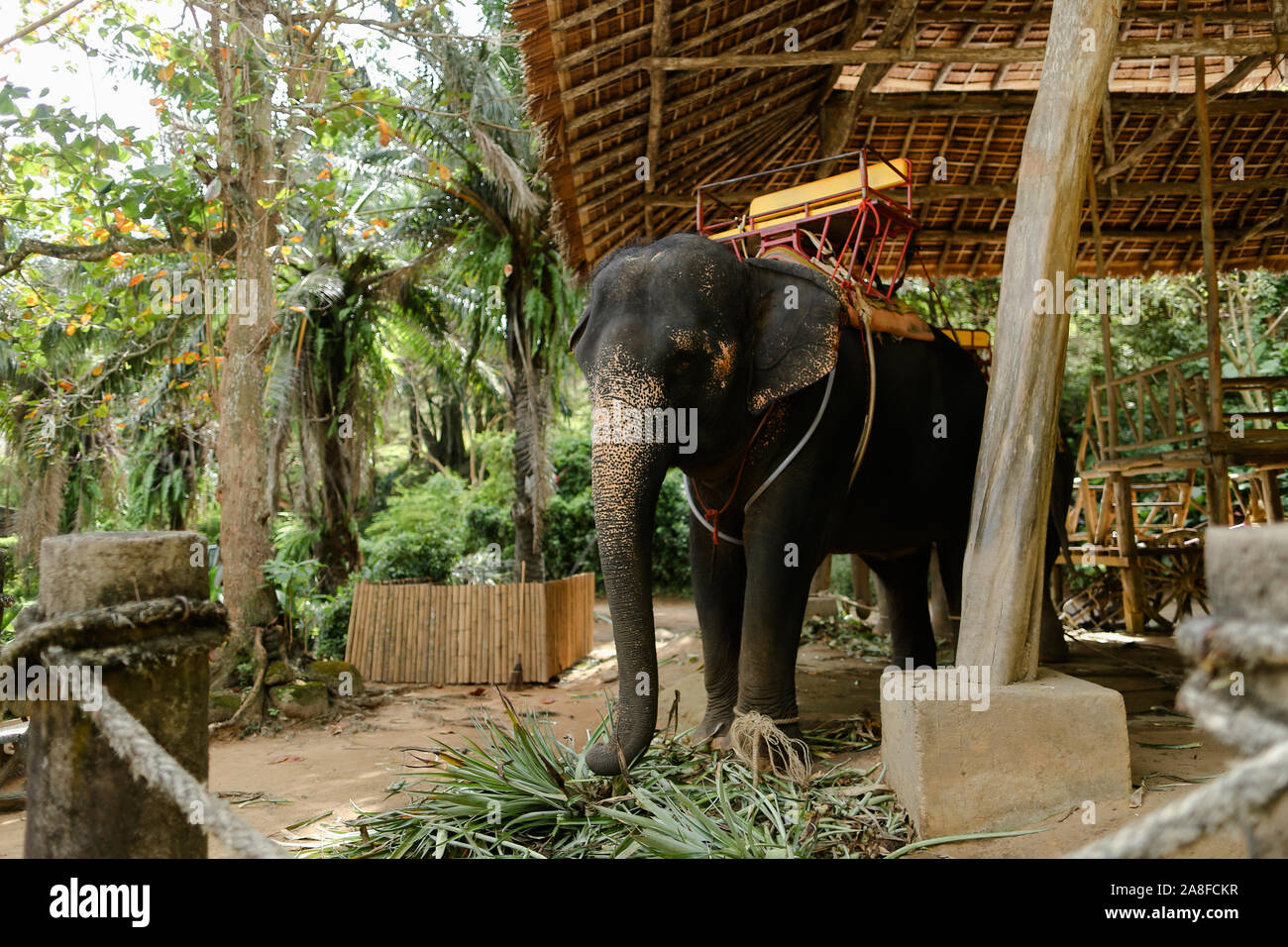 Domesticated and tied big elephant standing with saddle Stock Photo - Alamy