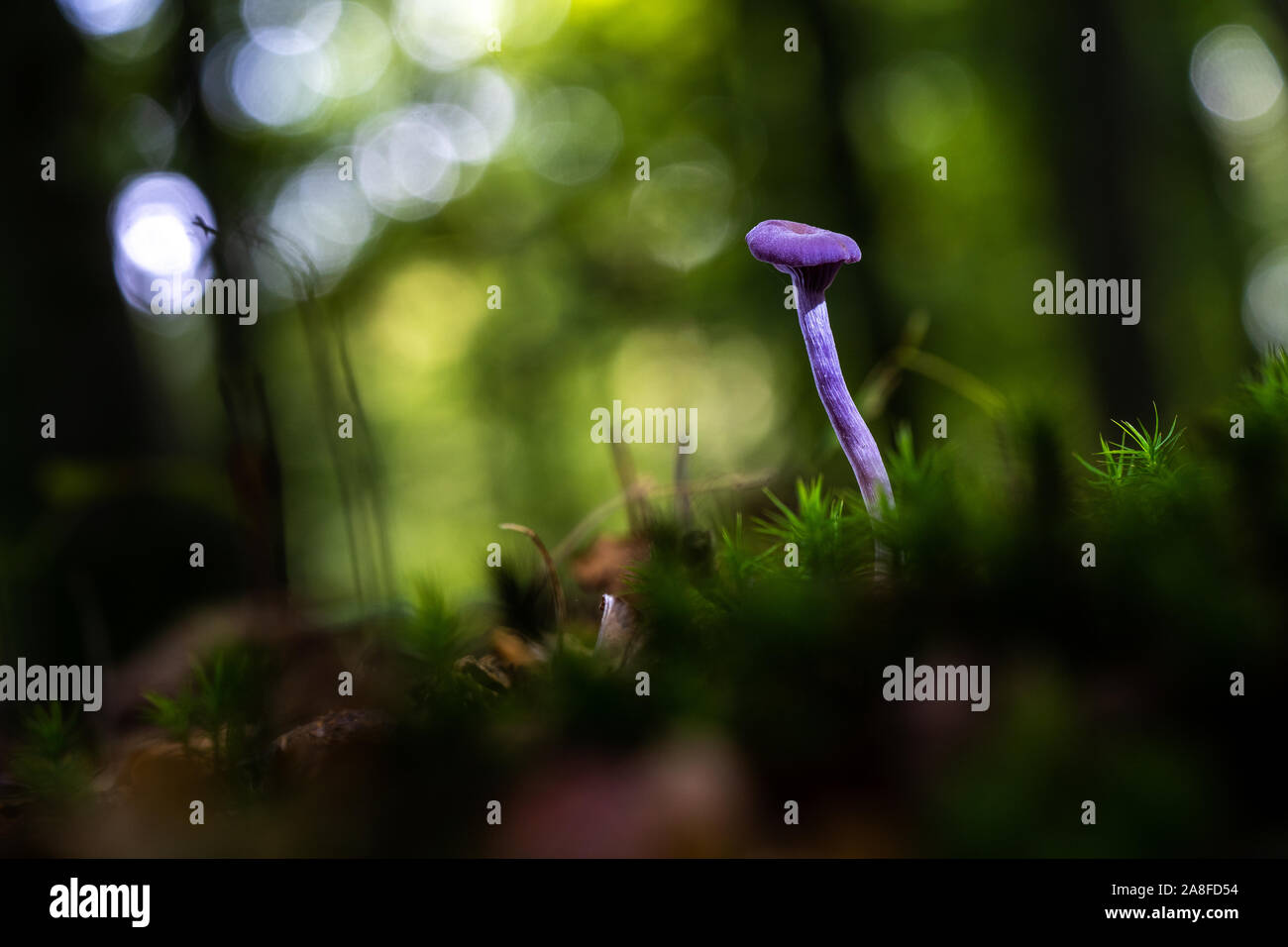 Purple violet mushroom Amethyst deceiver (Laccaria amethystina Stock ...