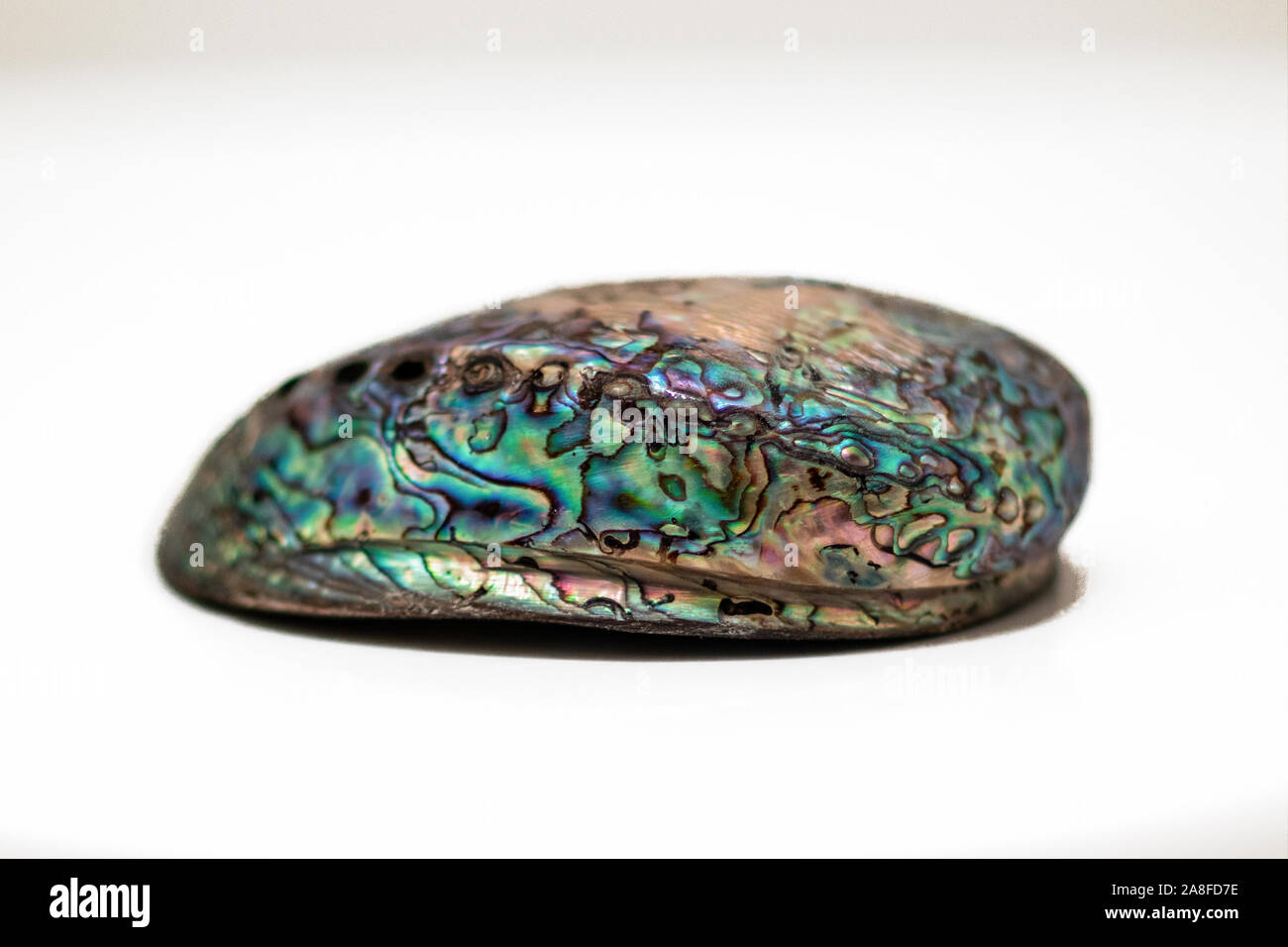 Close up of single beautiful Iridescent abalone shell on white ...