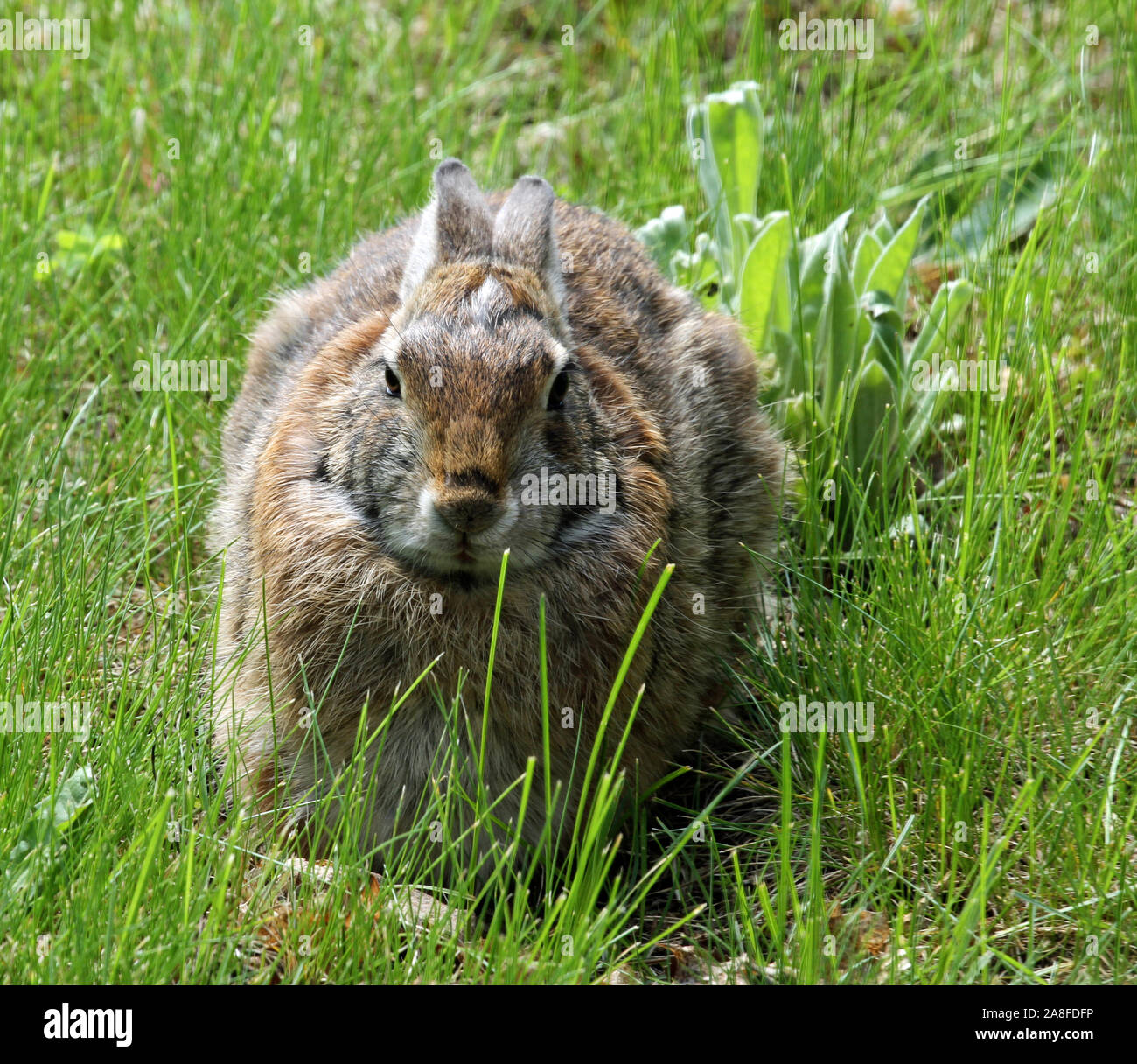 An Eastern cottontail rabbit (Sylvilagus floridanus) lounging in a ...