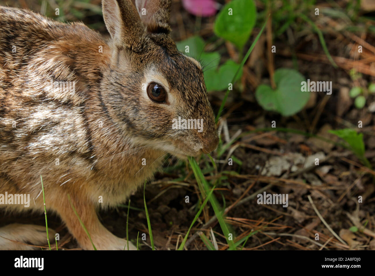 Rabbit eye close up hi-res stock photography and images - Alamy