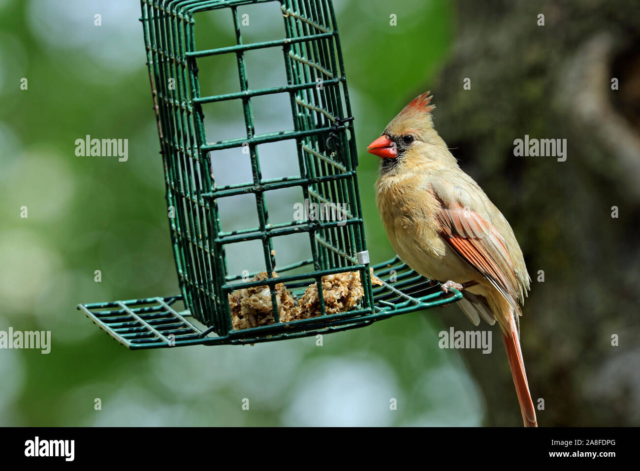 A female Northern cardinal (Cardinalis cardinalis) eating tidbits of a ...