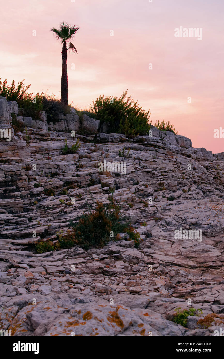 Croatia istria pula palm tree hi-res stock photography and images - Alamy