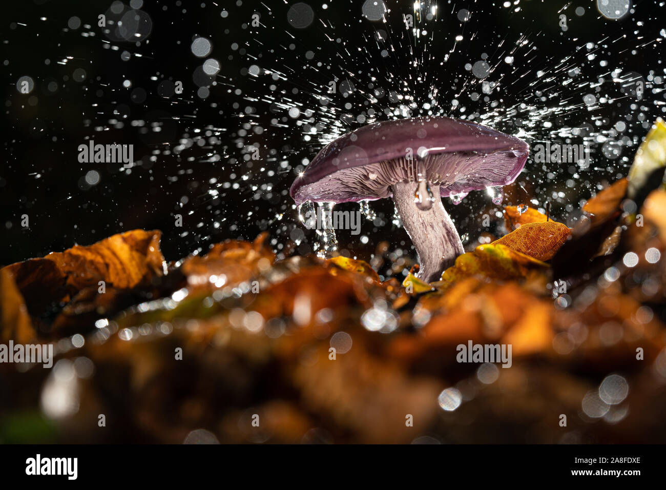 Pastel-toned and edible with a magical twist. Wood blewit has a blue to ...