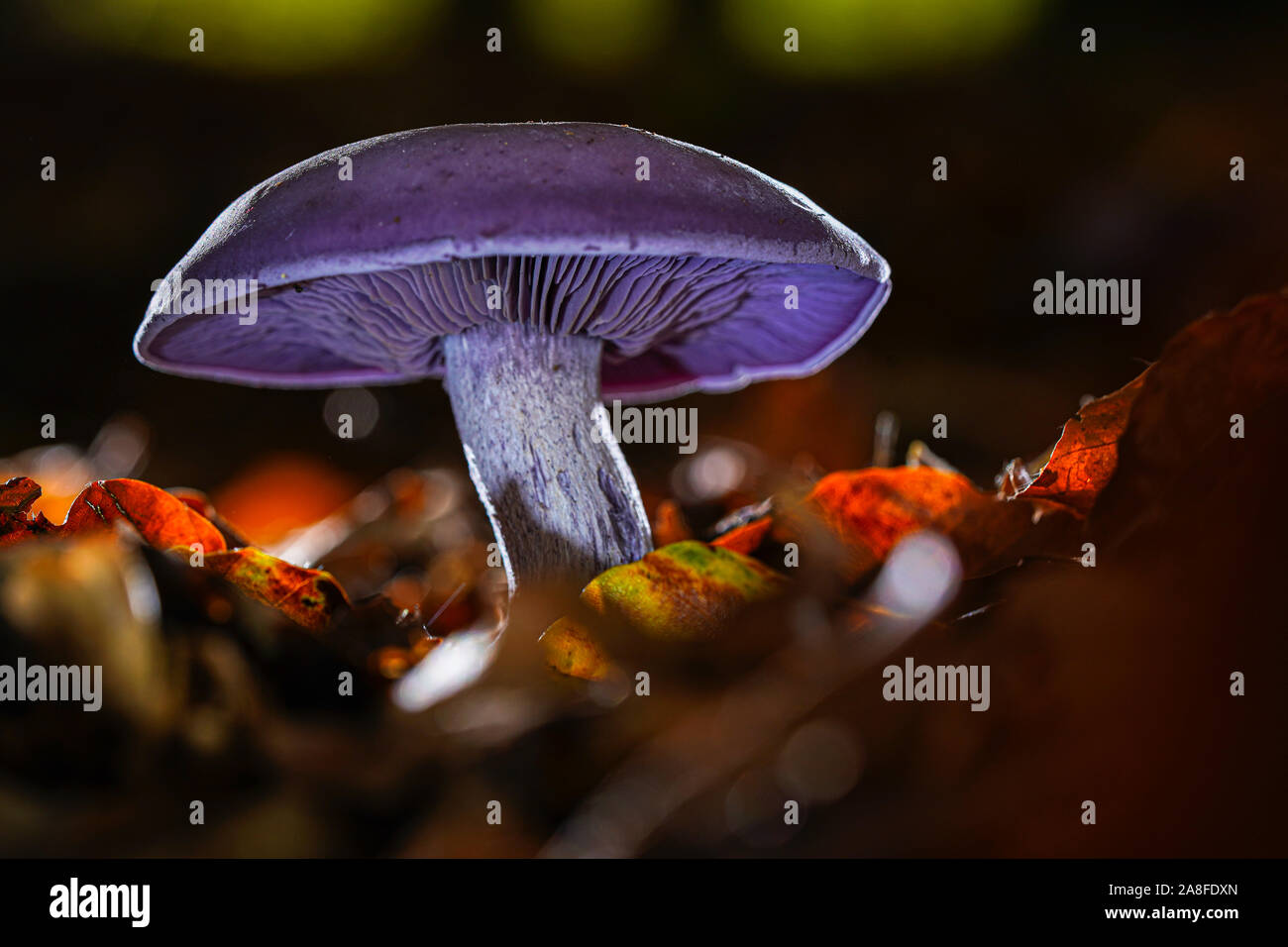 Pastel-toned and edible with a magical twist. Wood blewit has a blue to ...