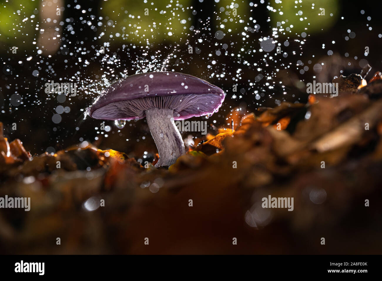 Pastel-toned and edible with a magical twist. Wood blewit has a blue to ...