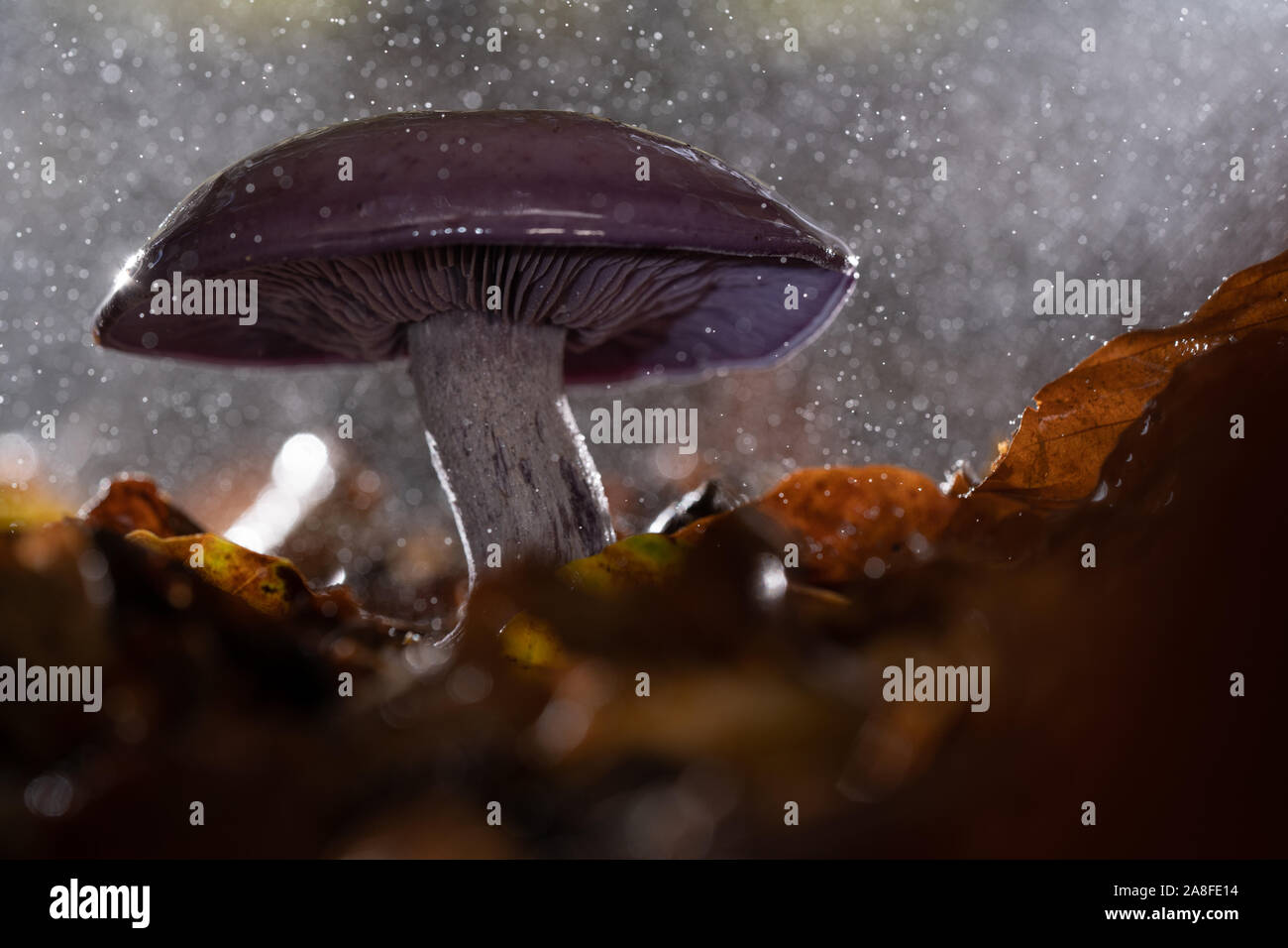 Pastel-toned and edible with a magical twist. Wood blewit has a blue to ...