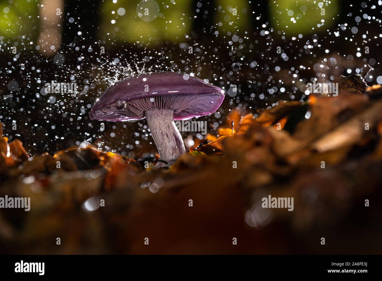 Pale pink fungi hi-res stock photography and images - Alamy