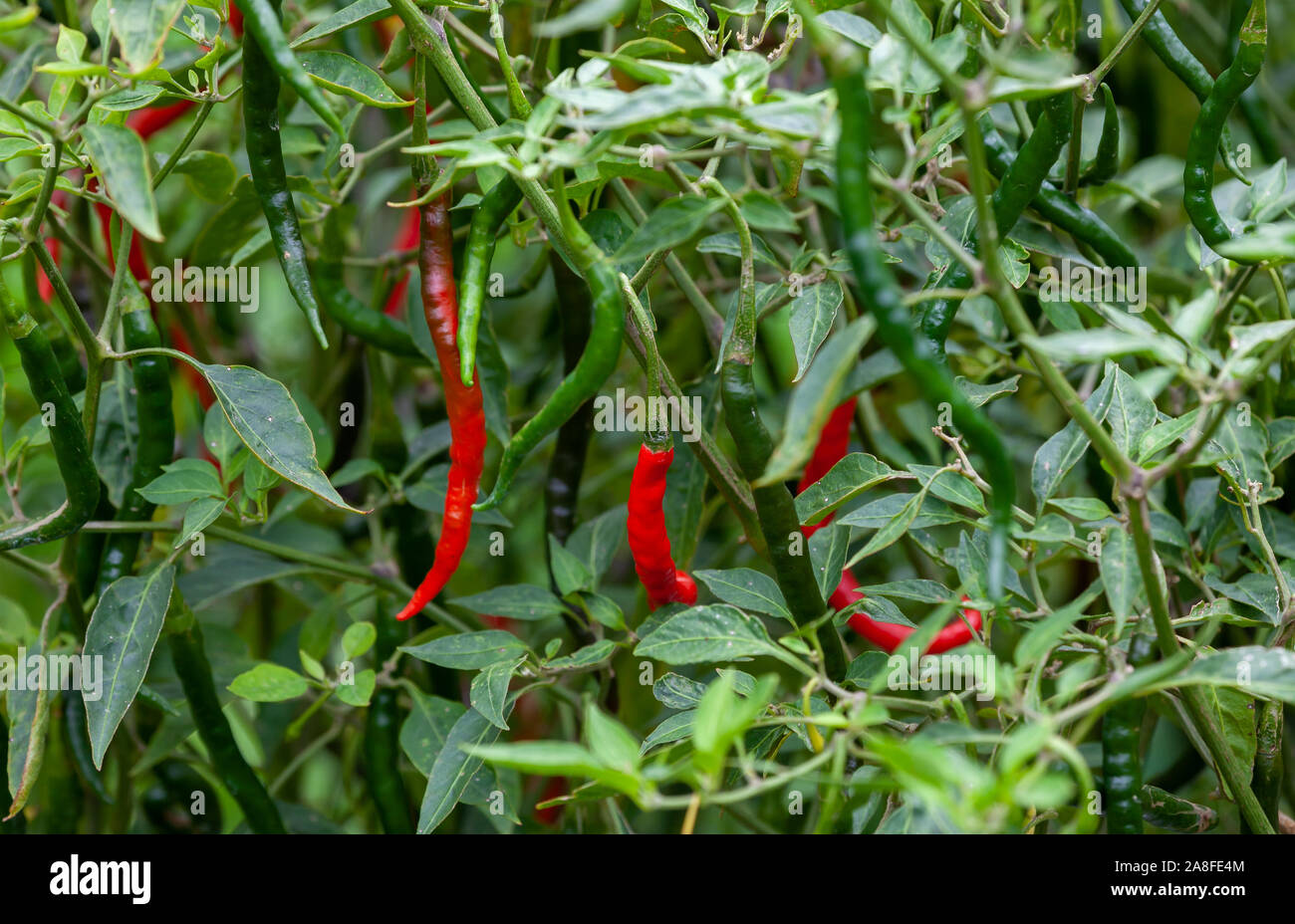 Every meal hi-res stock photography and images - Alamy