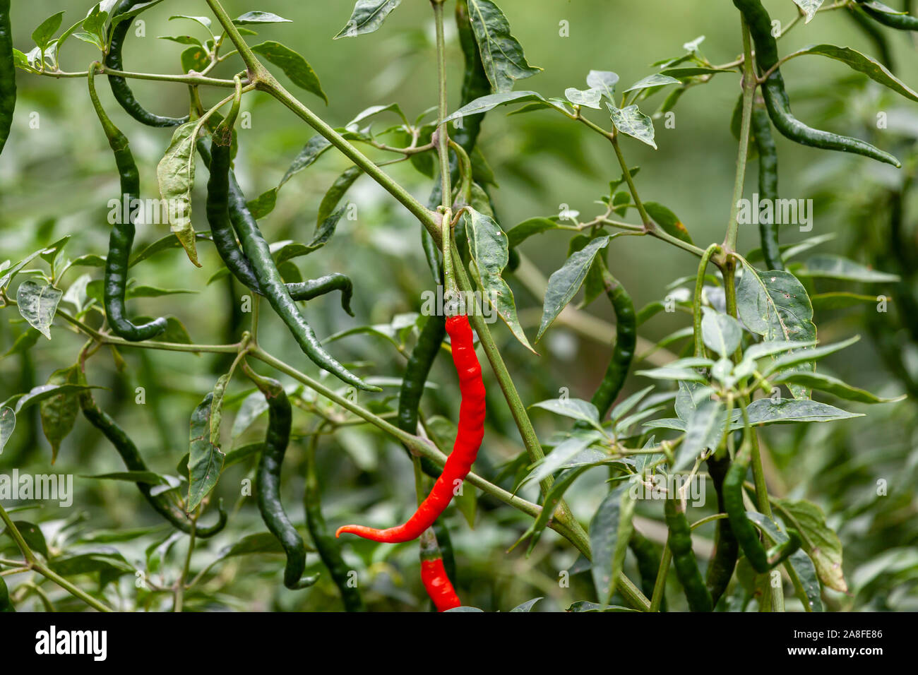 Every meal hi-res stock photography and images - Alamy