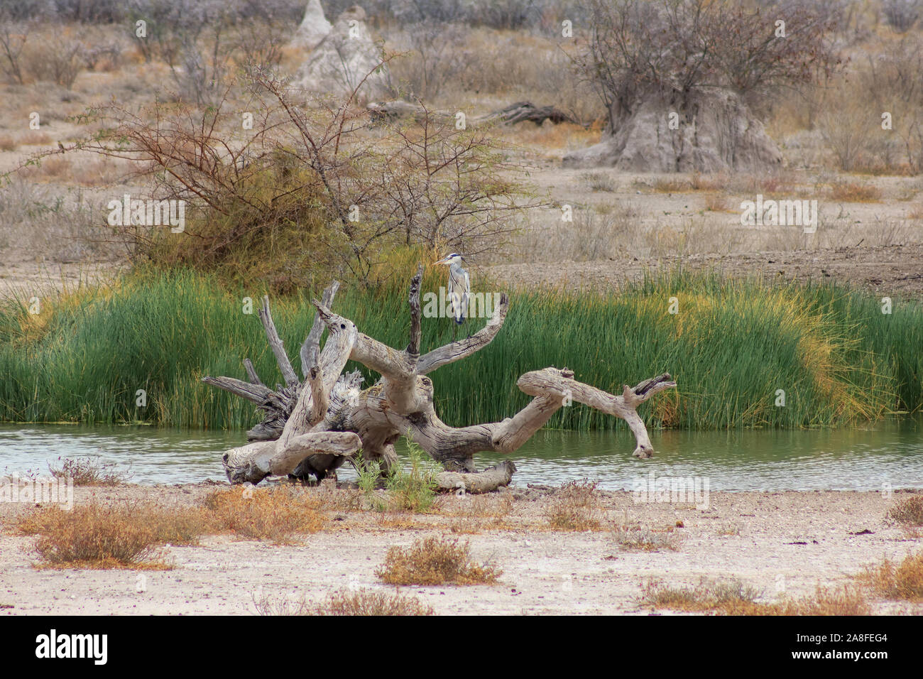 Bird sitting on a tree in Namibia Africa Stock Photo - Alamy