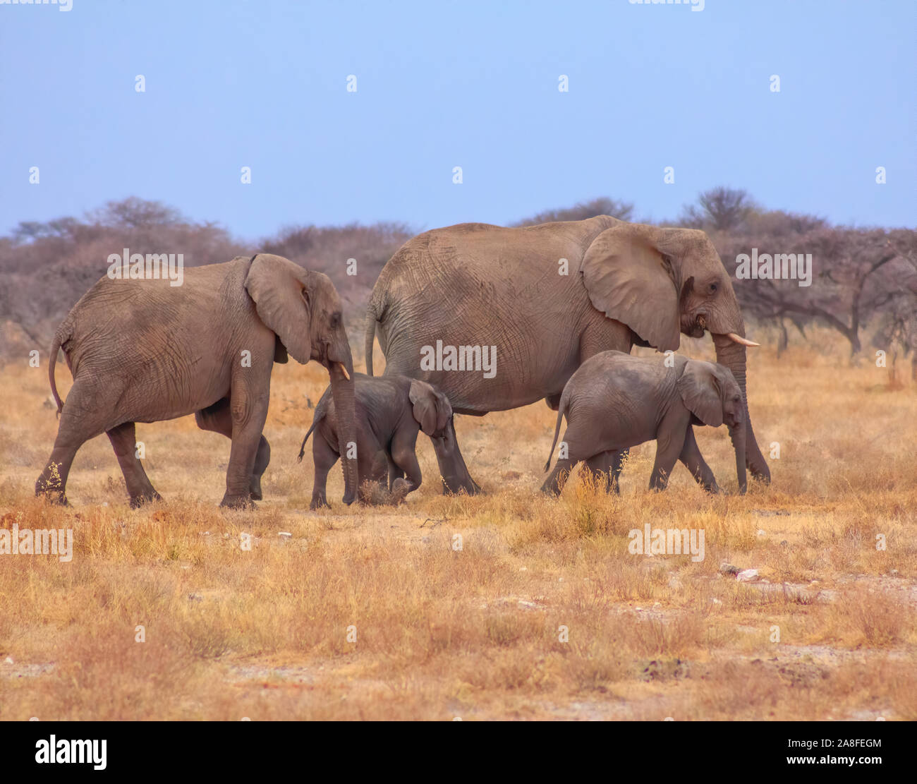 Group of elephants hi-res stock photography and images - Alamy